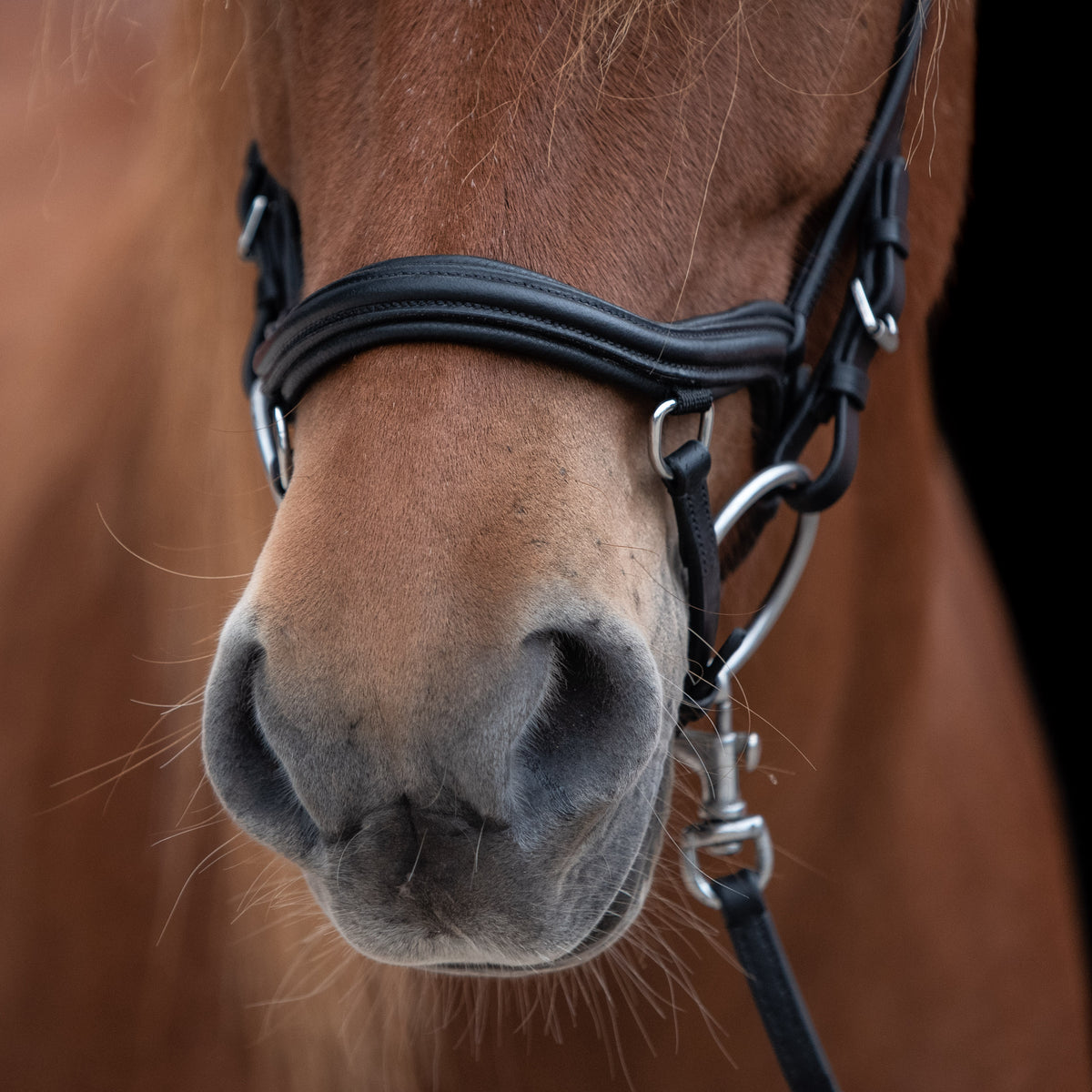 Anatomical noseband - Classic – CrownHorse
